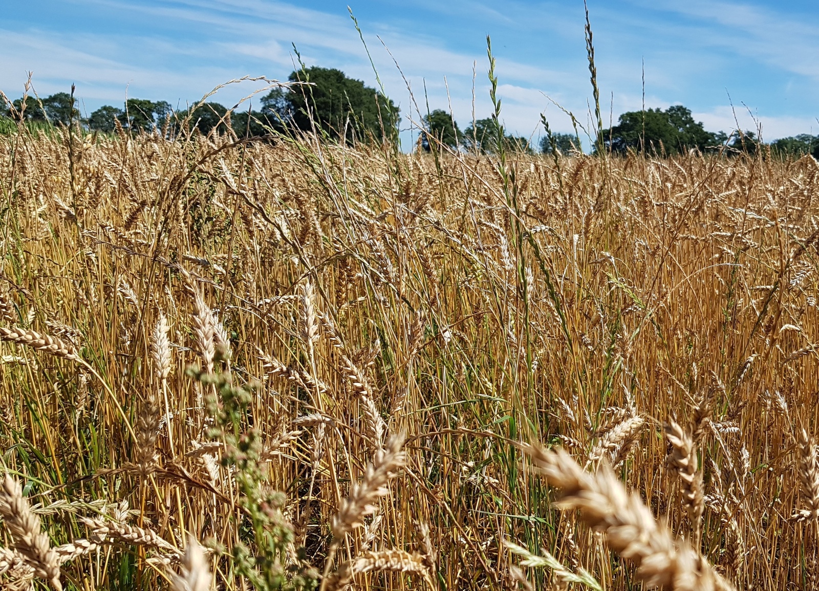 Graanproducten - Biologische streekproducten - Zenderense Es